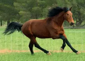 L'histoire de l'émergence de la gorge des chevaux, description et des variétés de couleur