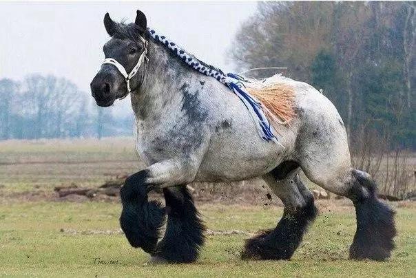 Shair ea Horse