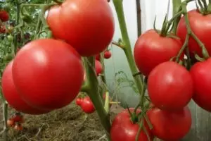 Descrición da variedade de marquis de tomate, crecemento, aterraxe e coidado