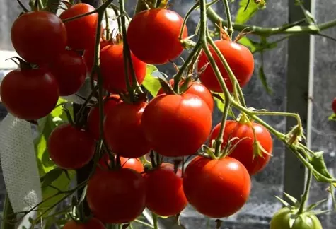 Arbusto de tomate Garda Vermella