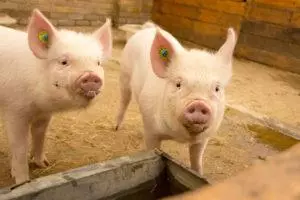 Pig රු මස් බර හා දුර්වල ලෙස වර්ධනය නොවන බවත්, හේතු මොනවාද, කළ යුතු දේ