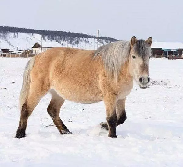 یک اسب زیبا
