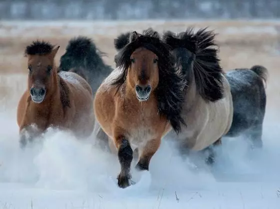 Yakut Horse.