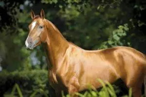 Beschreibung und Merkmale der Don-Rasse von Pferden, Inhaltsmerkmale