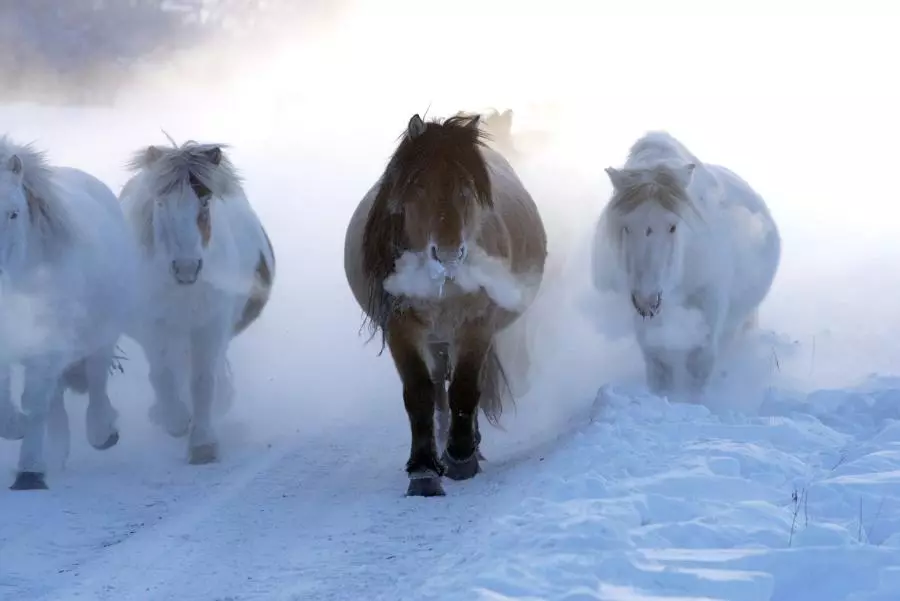 Yakut Horse.