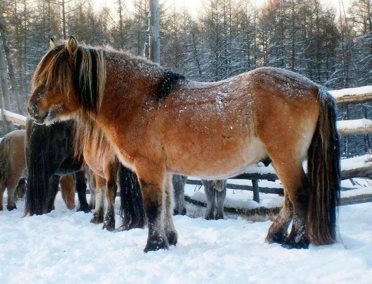 Գեղեցիկ Yakut ձի