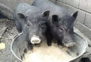Che nutrire i porcellini vietnamiti a casa in modo che ci siano più carne