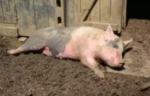 豬，治療和預防中Auleci病的感染和症狀的方法