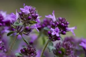 Ngwongwo ọgwụgwọ na contraindications nke thyme maka ahụ mmadụ