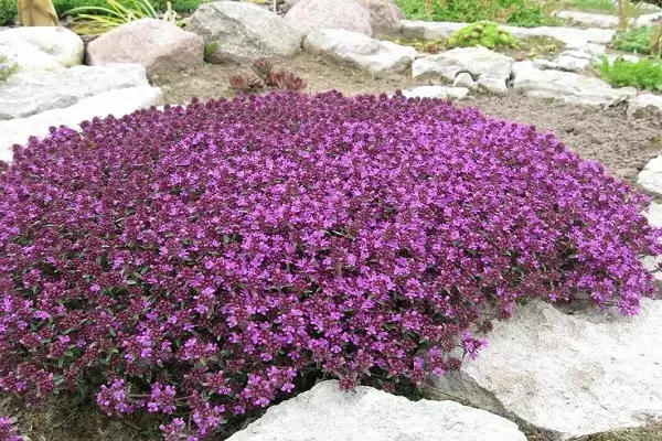 Zuel vun den Insekten