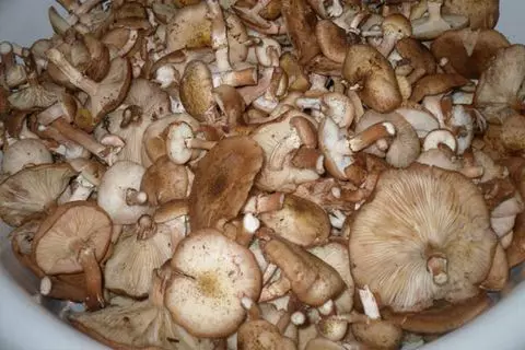 Mushrooms in Tazu