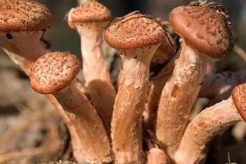 Mushrooms Lie