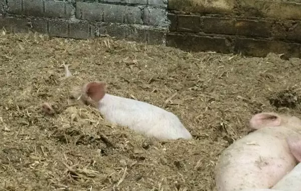 Loaf for pigs