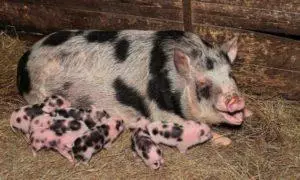 How many pregnant pig goes and from which the terms depend on how to determine