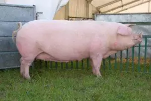 Beskrivning och egenskaper hos grisar av landras, förhållanden för frihetsberövande och avel