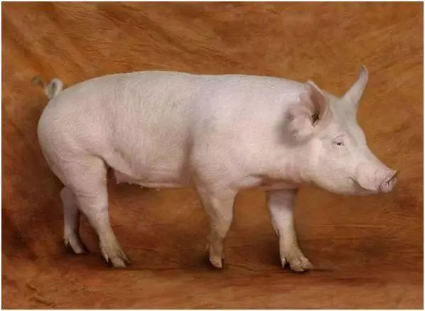 Raça de porcos yorkshire