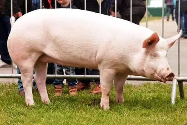 Pigs Yorkshire тукуму