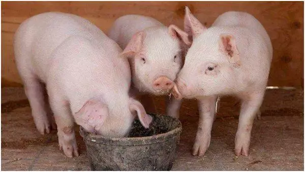 Feeding Pigs.