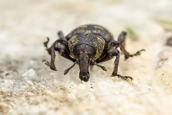 Serang kumbang