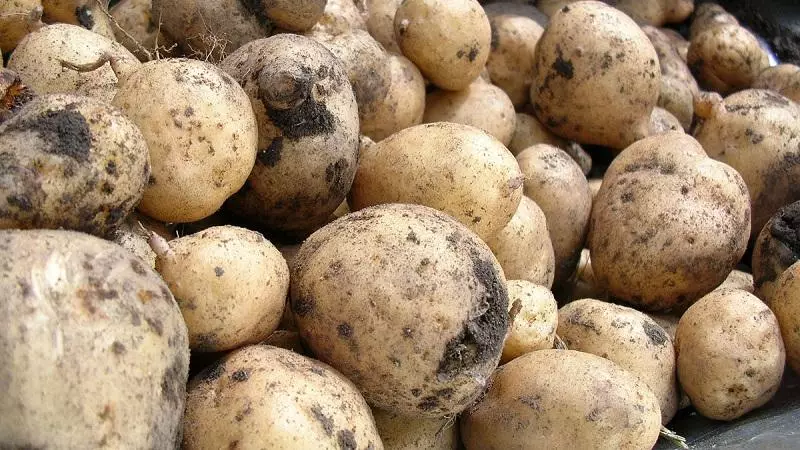 Repe-krompir