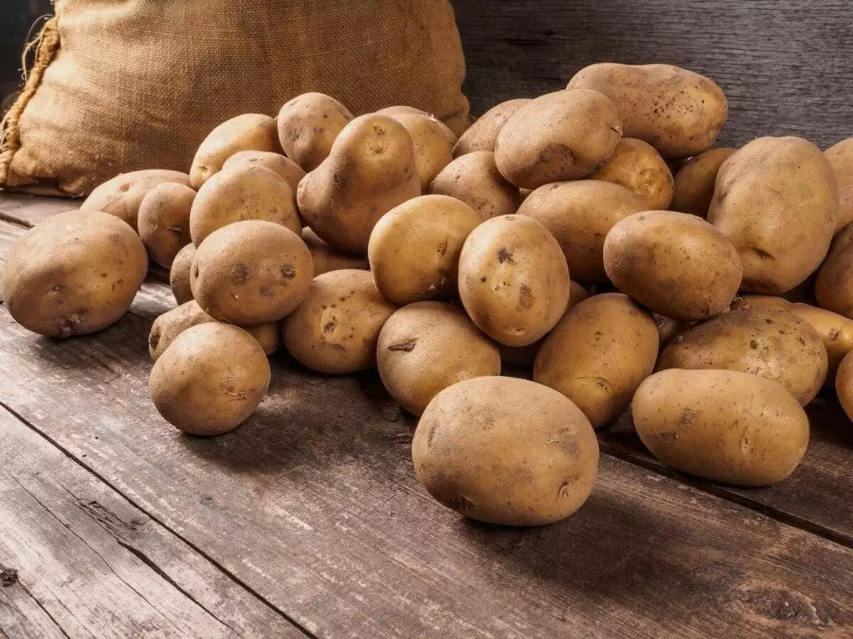 багато картоплі