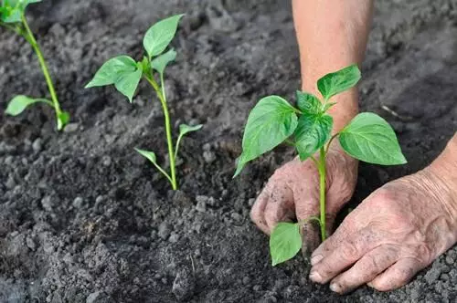 Pepper Shoots.