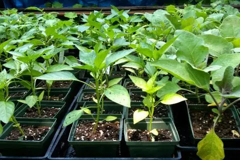 Pepper seedlings.