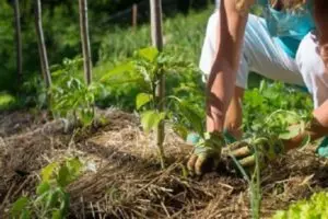 A legjobb paprika legjobb fajtáinak leírása és jellemzői