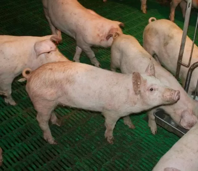 Colibacteriosis свињи
