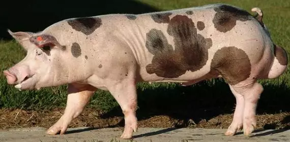 Pieteroren pig රු අභිජනනය