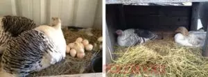Koliko dni puranov sedi na jajca in v kateri starosti se prvič začenjajo