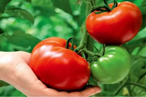 Tomates para a receita