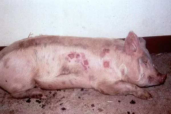 Enfermo de cerdo