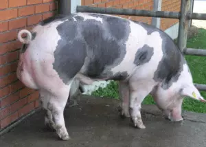 Veislių Pietrenų kiaulių, turinio ir veisimo charakteristikos