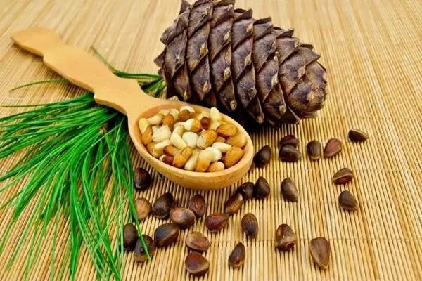 Cedar nuts