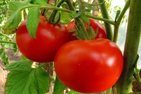 Pomidorai ant šakos