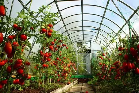 Tomatoj en Teplice
