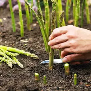 Jak rosnąć i dbać o szparagi w otwartej glebie w domu