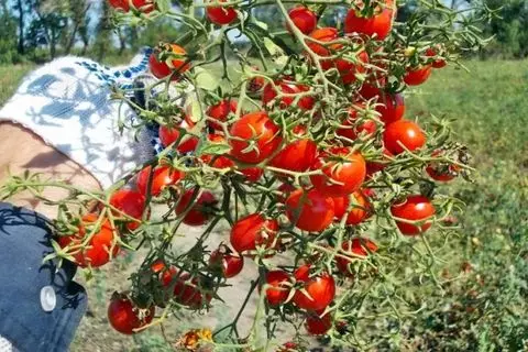 Buah tomat