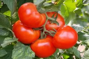 Ciri sareng pedaran pasar corol tomat, ngahasilkeun na