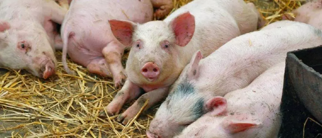 Malalt de porc