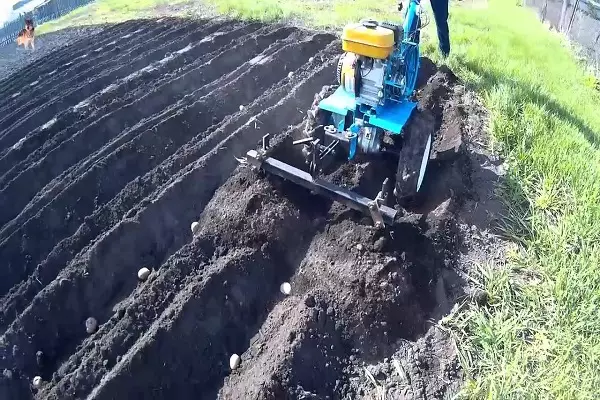 Skape furrows.