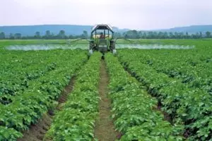 Wat is veroudering en uitdroging van aardappelen, hoe te maken en wanneer het moet worden uitgevoerd