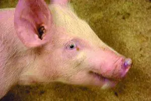 Ką daryti, jei kiaulė susmulkino savo ausis ir priežastis, ligų prevenciją