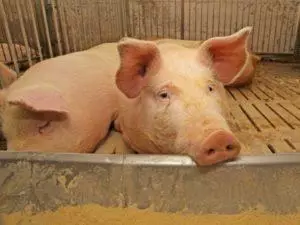 Gejala dan diagnosis trikinosis pada babi, metode pengobatan dan pencegahan