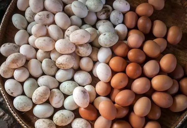 Koken eieren in incubator