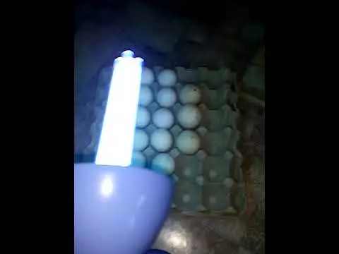 Kwartieren eieren
