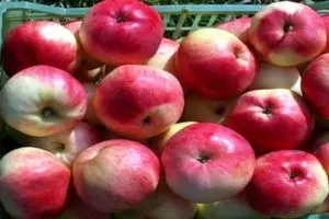 Opis i karakteristike jabuke Marat Bussurin, prinos i uzgoj