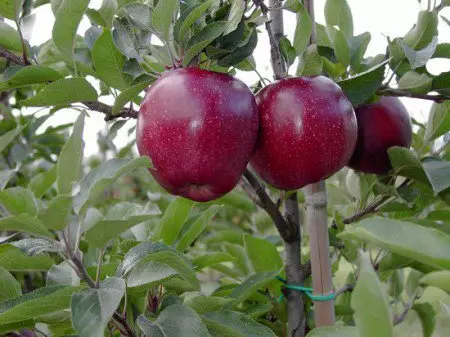 Apfelbaum Edelishes