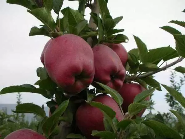 Apple Tree Ed Delisheshes.
